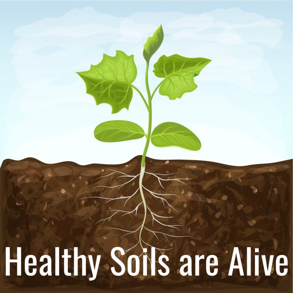 Healthy Soils – Re-Gen farming