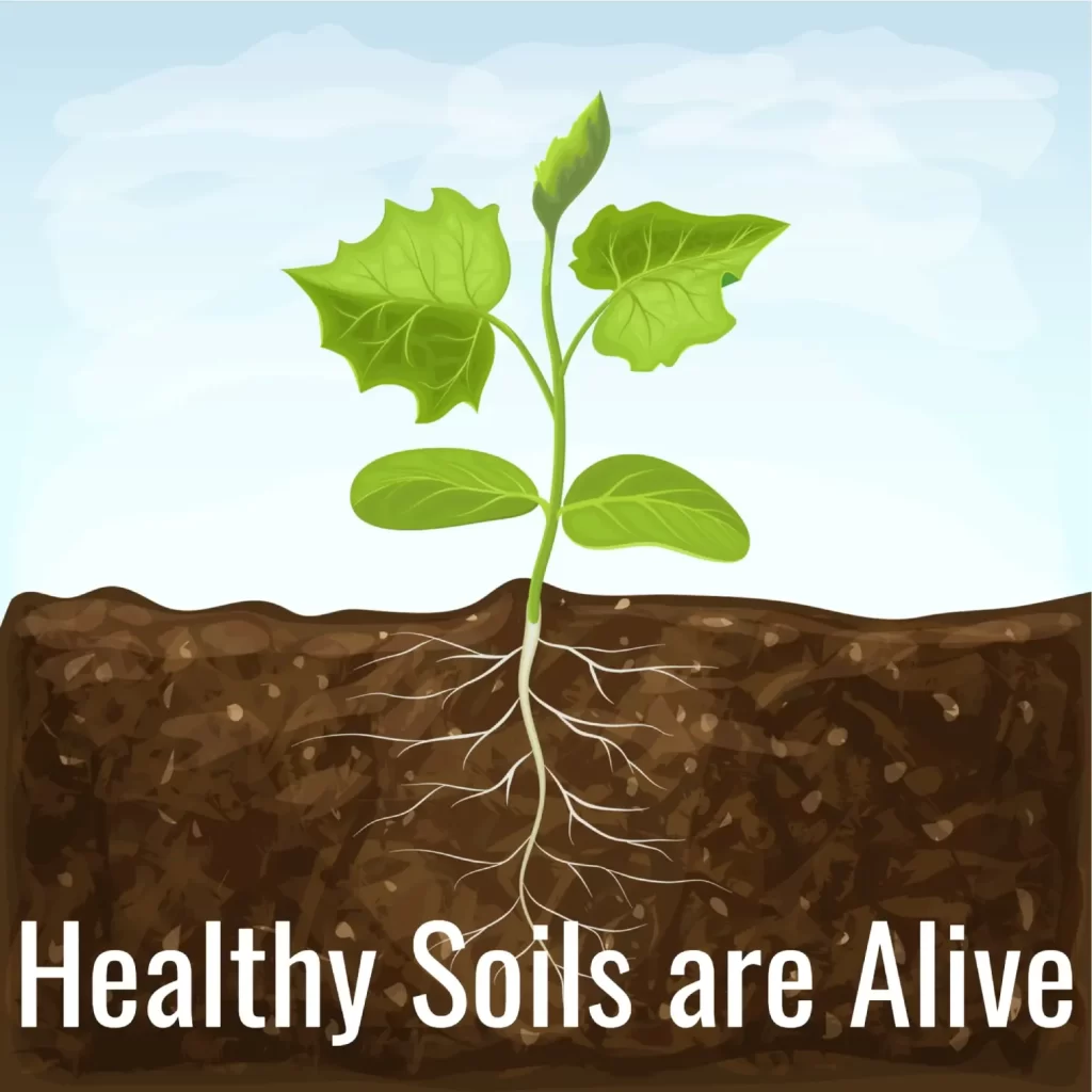 Healthy Soil Coach: How To Maximize Your Plant's Potential - Re-Gen farming